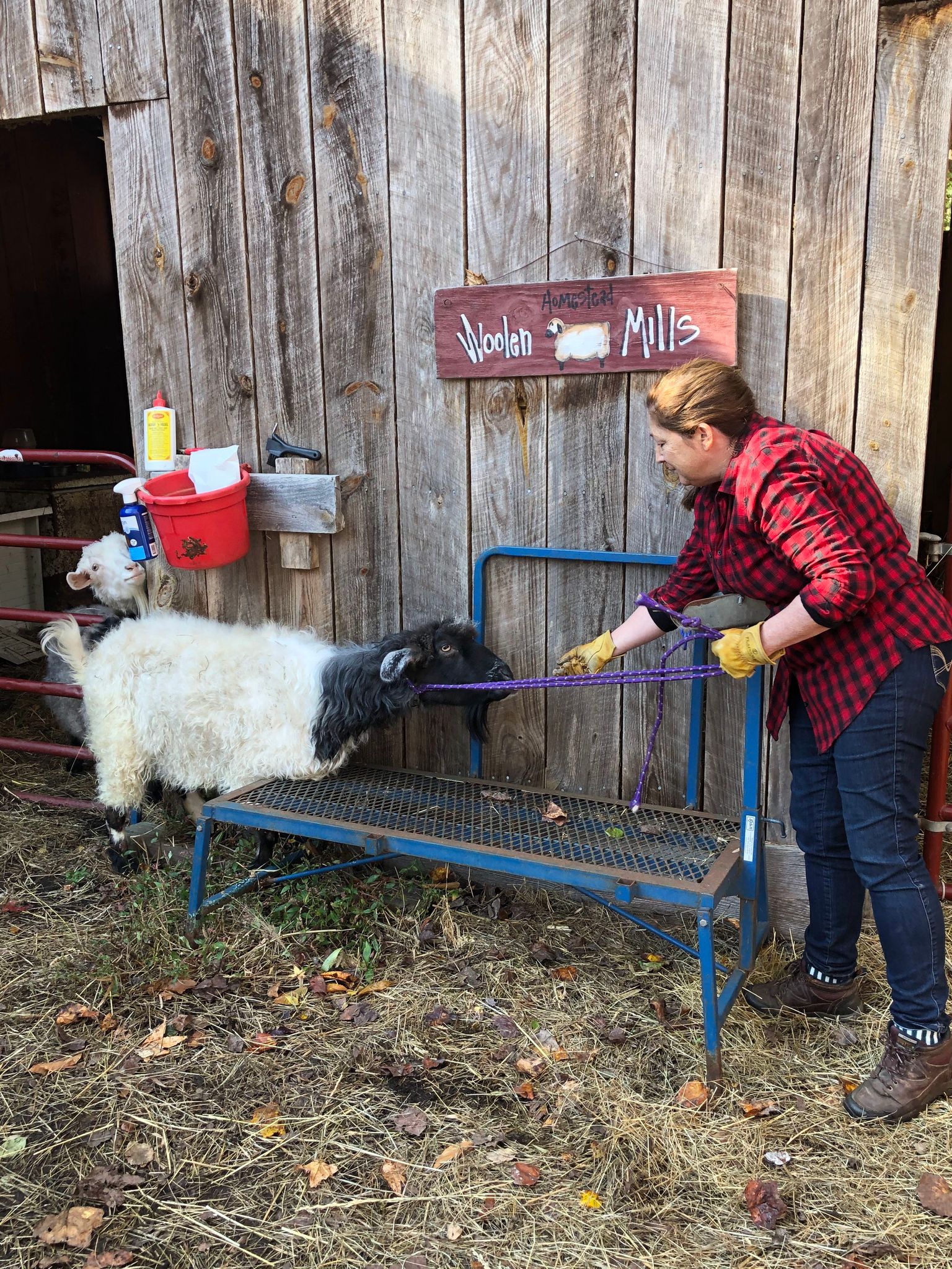 Finding the Right Goat Mentor - Goat Journal